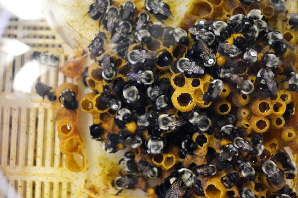 The not-so-secret lives of bees: Research points to new insight into ...